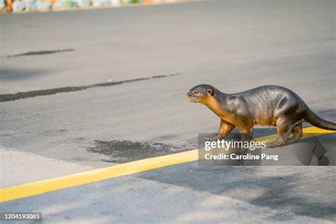 Otter Walk Photos And Premium High Res Pictures Getty Images