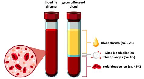 Bloed Waar Bestaat T Uit Welke Functie Heeft T Simptonl