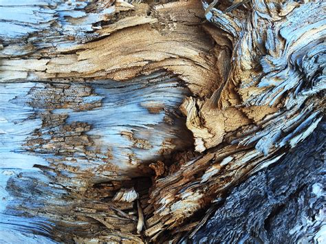X Tree Bark Pattern Laptop Full HD P HD K Wallpapers Images Backgrounds Photos