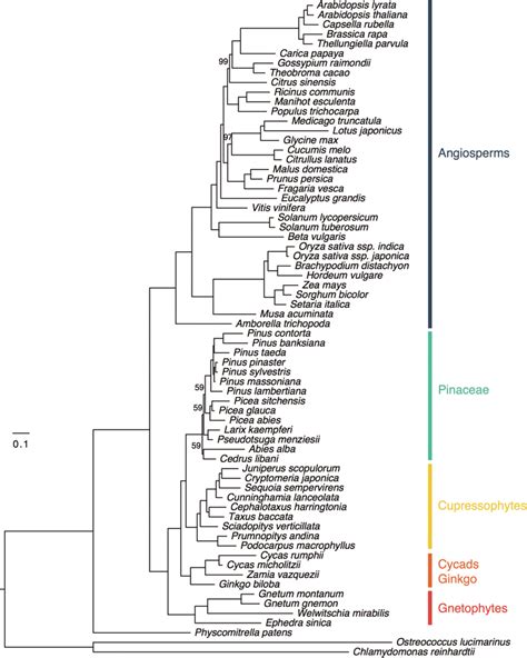 Maximum Likelihood Tree Inferred From A Concatenated Alignment Of Download Scientific