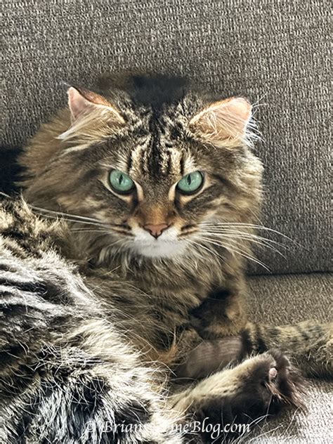 Happy Tabby Tuesday With Happy Tabby Simon Brians Home ~ Forever