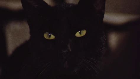 The Black Cat 1981 Mubi