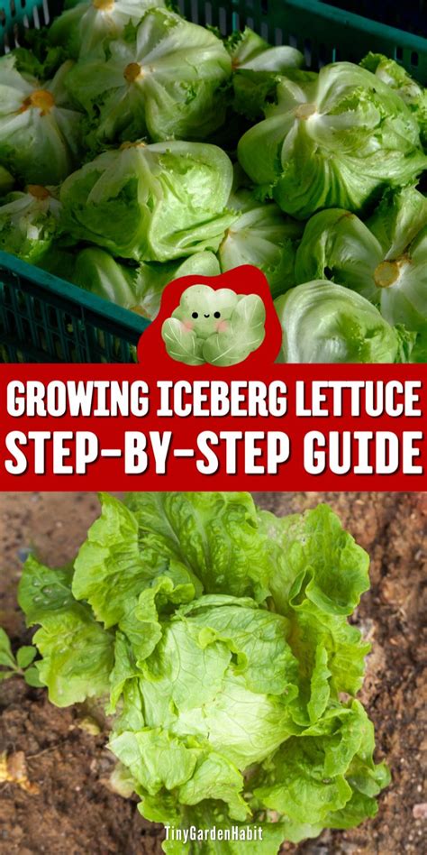How To Grow Iceberg Lettuce A Beginners Stage By Stage Guide In 2025