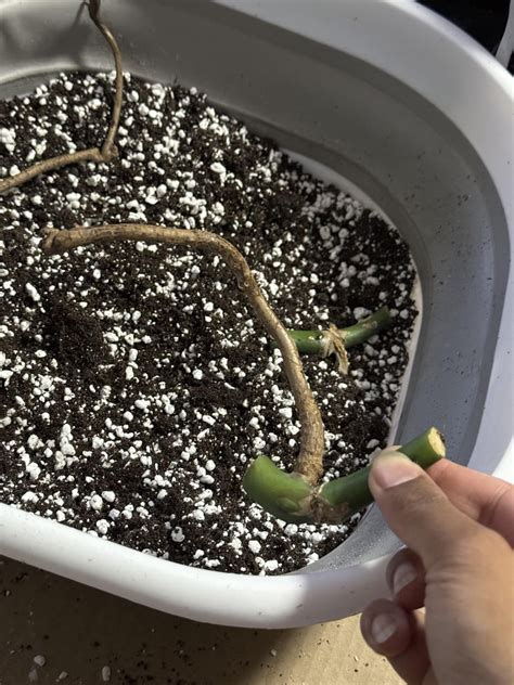 Best Way To Propagate This Monstera Node Rplants