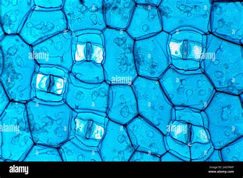 Plant Stomata Light Micrograph Of Stomata Dark Blue Holes On The Surface Of A Plant Stomata