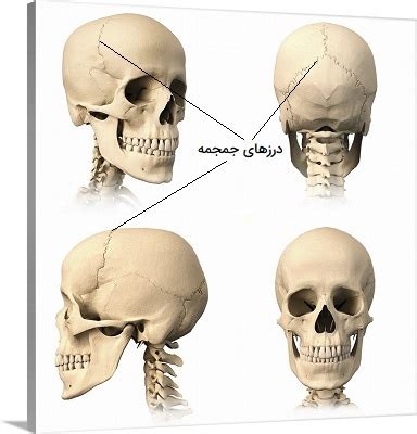 جمجمه انسان چیست و چند استخوان دارد؟ — آناتومی و عکس — به زبان ساده