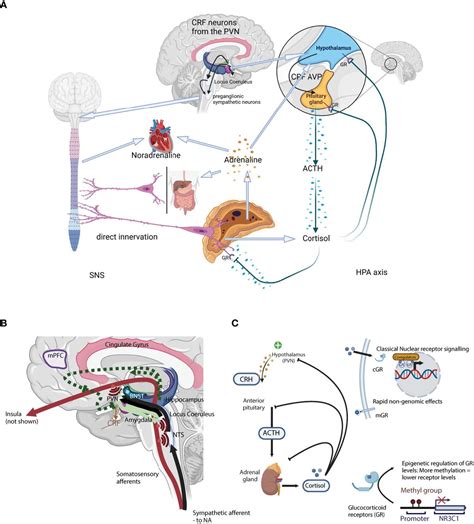 Oxytocin Feedback Loop Diagram