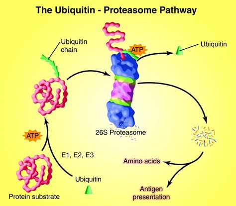 Protein Ubiquitination Creative Proteomics