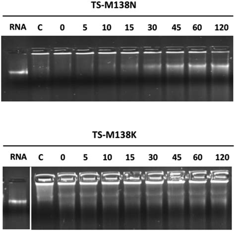 Kinetics Of Virus Particle Disassembly Particles Of Either Ts‐m138n