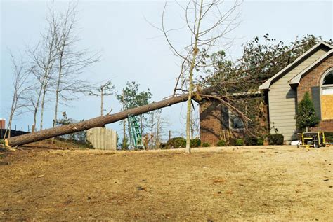 The Price Of Tree Care Gone Wrong Arborist V S Tree Hack Arborscapes Richmond VA Tree Service