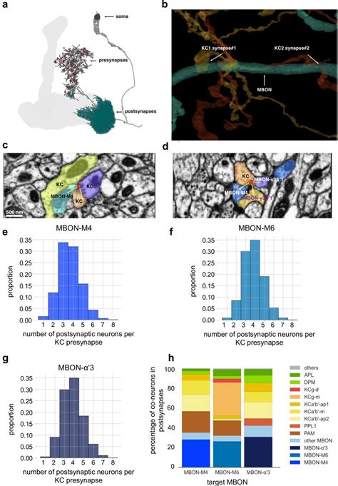 Postsynaptic Plasticity Of Cholinergic Synapses Underlies The Induction And Expression Of