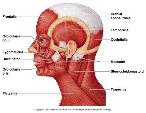 Anatomy Head And C Spine