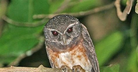 Tierra De Lechuzas Búhos Mochuelos Autillos Cárabos Ninox Punteado