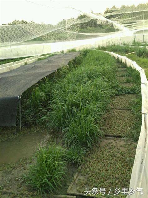 農民不養殖小龍蝦養殖它每畝收益40000元 每日頭條
