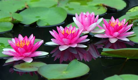 Japanese Garden Lotus Flower