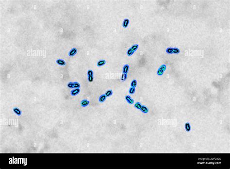 Streptococcal Pharyngitis Bacteria
