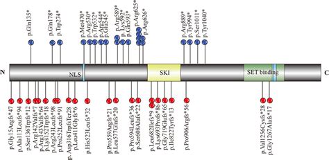 Frontiers Prenatal Diagnosis Of Intellectual Disability Autosomal Dominant 29 With A Nonsense