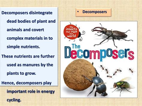 Ecosystem Composition Structure And Functions Of Ecosystems PPTX