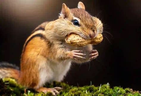 살찌는 이유 식욕 조절 호르몬 원리 이용하면 살빼는 방법 가능해 Elixir Code