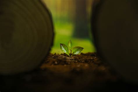 保护植物素材 保护植物模板 保护植物图片免费下载 设图网