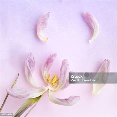 시 든된 부드러운 핑크 튤립 그리고 보라색 그라데이션 컬러 바탕에 꽃잎 엽서 템플릿입니다 건조한에 대한 스톡 사진 및 기타 이미지 Istock