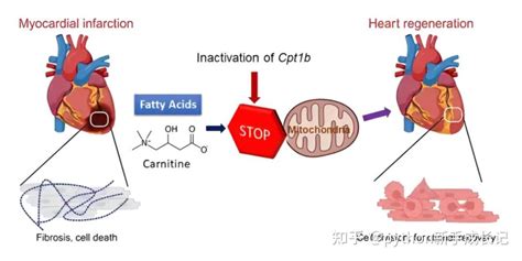 Nature重磅突破：华人学者首次证实，改变心肌细胞能量代谢，可实现心脏再生 知乎