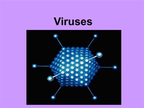Viruses Mr Eeds Biology
