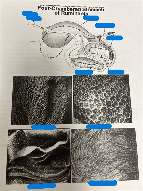 Four Chambered Stomach Ruminants Diagram Quizlet