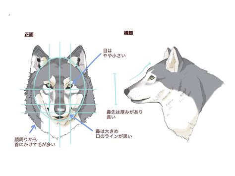 狼 イラスト 正面