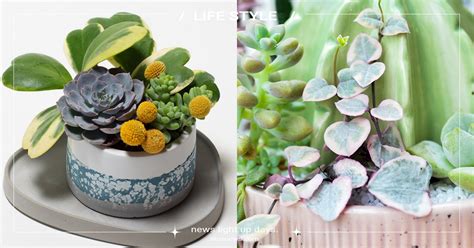 放在桌上超可愛！室內空間5款「招桃花多肉植物」推薦，心型花瓣藏不住的浪漫！ 多肉植物、辦公室招桃花、植物推薦、辦公室植物、仙人掌 生活