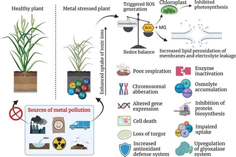 Schematic Representation Of Phytotoxic Effects Of Heavy Metalloids On