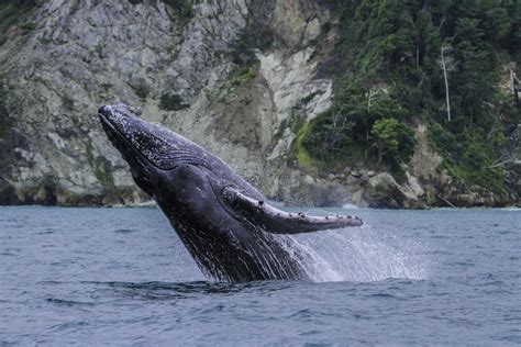 Ballenas Jorobadas Mensajeros Transoceánicos Sobre La Coyuntura Y