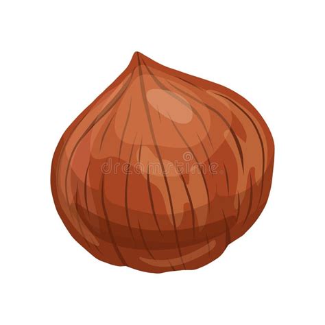 Hazelnut Brown Nut Cartoon Vector Illustration Stock Vector Illustration Of Shell Element