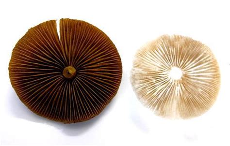 Mushroom Spores How To Make Spore Prints Milkwood