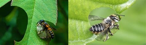 15 Types Of Bees Found In Colorado 2025 Bird Watching Hq