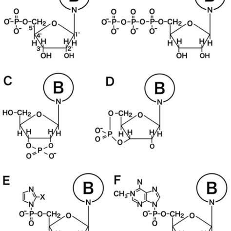Ribonucleotide And The Activated Forms Of Ribonucleoside Panel A