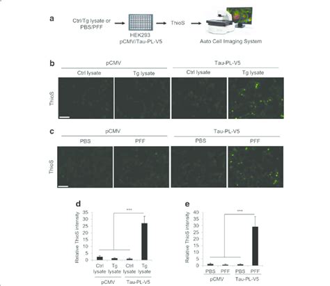 Establishment Of Image Based Screening Platform A Experimental Scheme