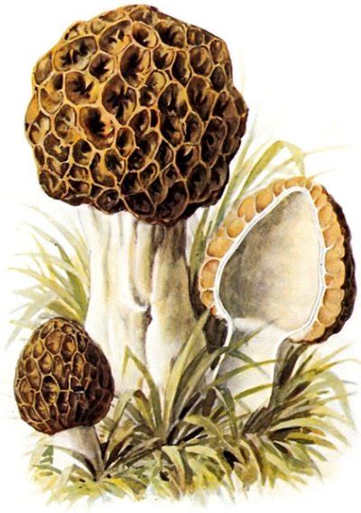 Торбести гъби