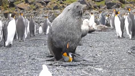 Seebär hat Sex mit Pinguin oe tv
