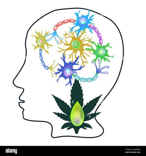 The Effect Of Hemp Seed Oil On The Central Nervous System Synapses Of Neurons Neural