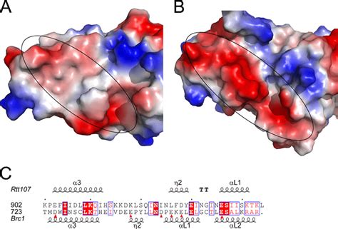 Comparison Of Surface Electrostatic Potentials Between Rtt107 And Brc1