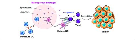 Schematic Illustration Of In Situ Recruitment Of Dcs And Activation Download Scientific