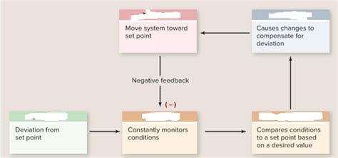 Negative Feedback Loop Diagram Quizlet