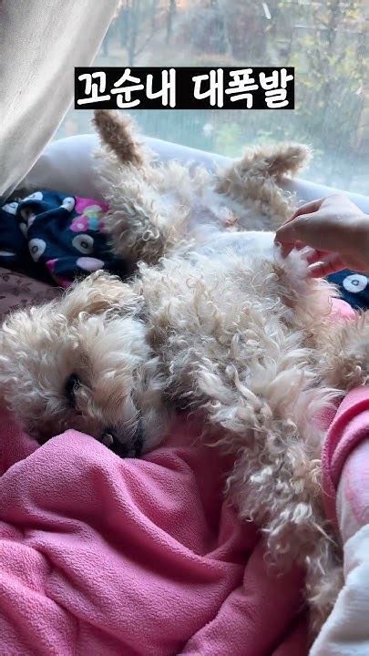 늦잠 자고 배 발라당 뒤집는 강아지 Youtube