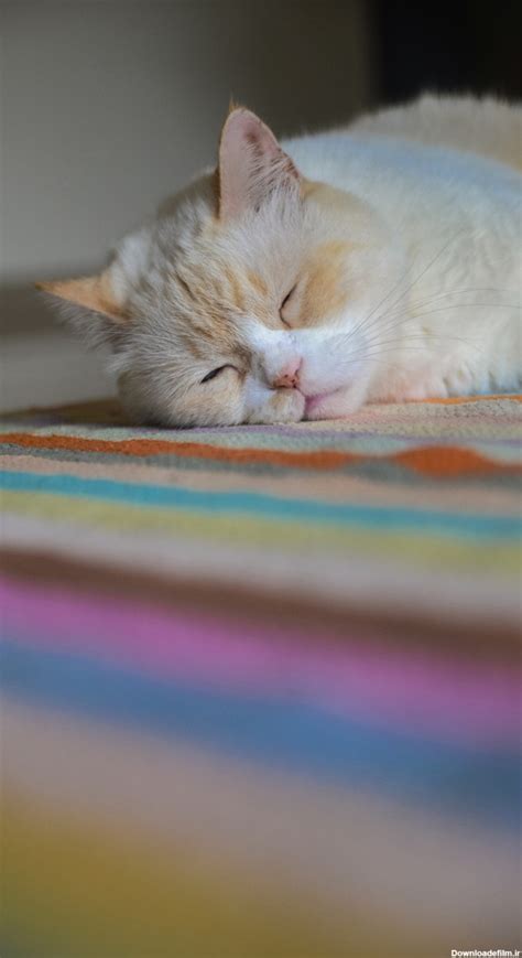 عکس سه گربه برای پروفایل