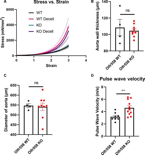 An Evolutionarily Conserved Olfactory Receptor Is Required For Sex Differences In Blood Pressure