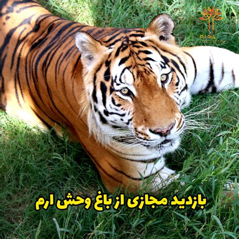 بازدید مجازی از باغ وحش مجتمع ورزشی تفریحی ارم سبز