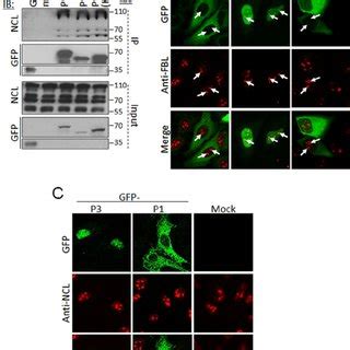 P Protein Can Interact With NCL And Localize To Nucleoli A HEK293T Download Scientific Diagram