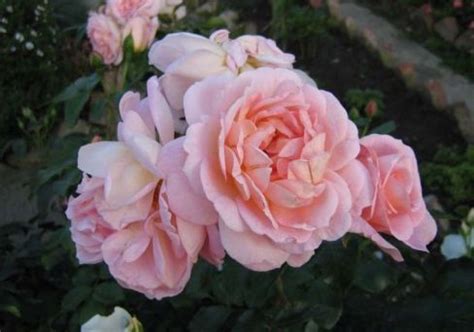 Роза флорибунда Амаретто – купить в питомнике Гарден Класс