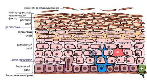 Анатомия кожи строение эпидермиса Cosmetiqua Magazine